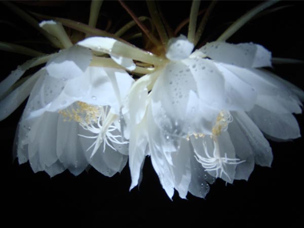 Brahma Kamal: Mythical Flower Of Gods - Boldsky.com