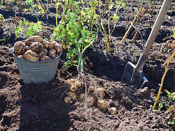 2 Easy Ways To Grow Potatoes - Boldsky.com