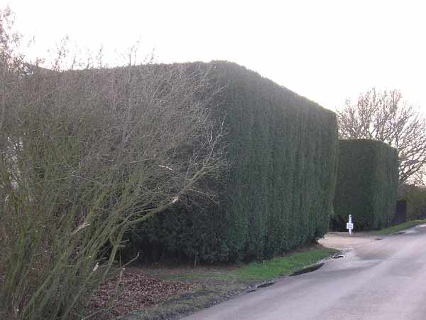 7 Plants That Are Good For Fencing - Boldsky.com