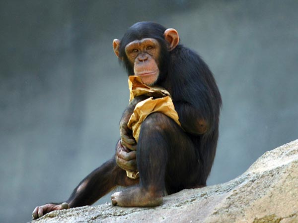 7 Most Intelligent Animals - Boldsky.com