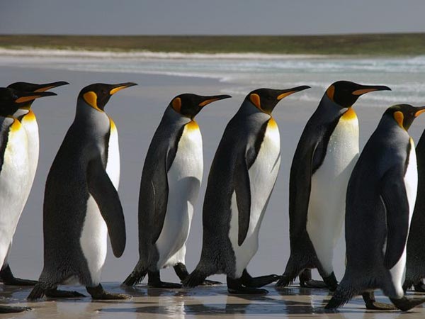 7 Most Intelligent Animals - Boldsky.com