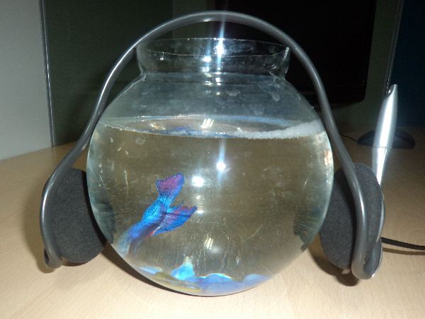 Best Fish For Your Office Desk - Boldsky.com