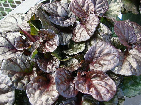 10 Garden Plants With Red Leaves - Boldsky.com