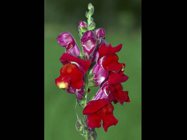 10 Garden Plants With Red Leaves - Boldsky.com