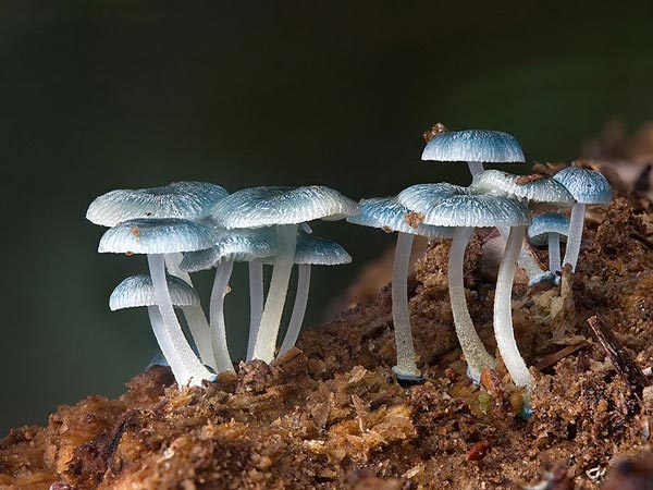 10 Colourful Mushrooms To Grow At Home - Boldsky.com