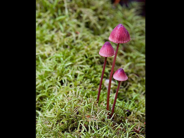 10 Colourful Mushrooms To Grow At Home - Boldsky.com