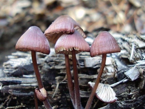 10 Colourful Mushrooms To Grow At Home - Boldsky.com