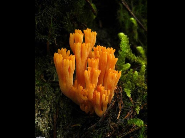 10 Colourful Mushrooms To Grow At Home - Boldsky.com