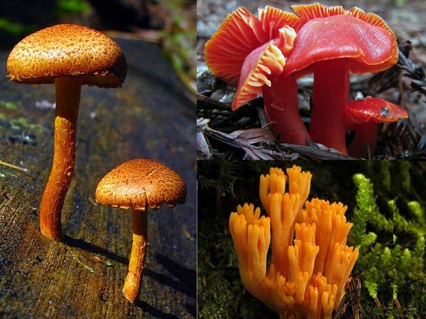 10 Colourful Mushrooms To Grow At Home - Boldsky.com