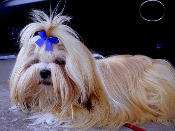 Dog Breeds For The Laziest Owners - Boldsky.com