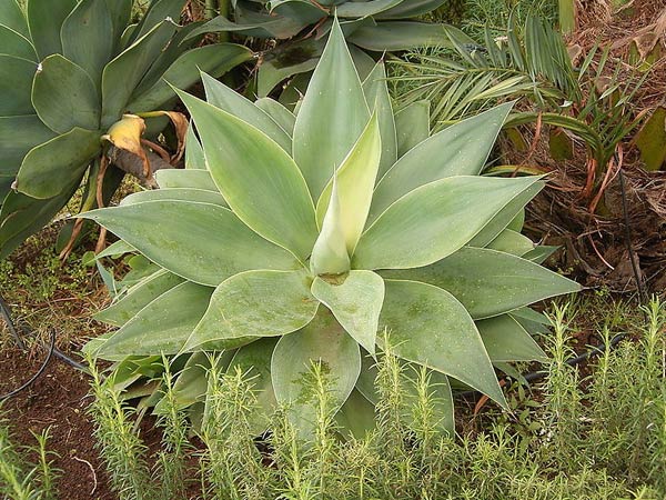 Plants For The Tropical Sun - Boldsky.com