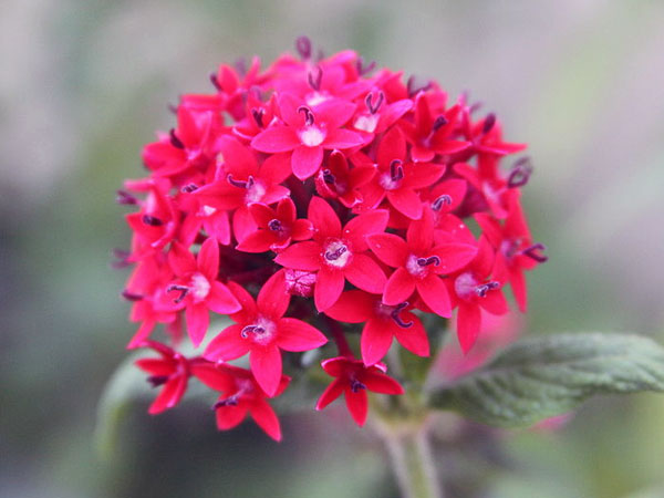 Plants For The Tropical Sun - Boldsky.com