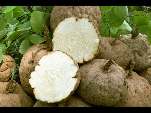 Healthy Root Vegetables You Must Try - Boldsky.com