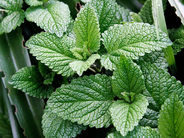 Effective Natural Astringents For Your Skin - Boldsky.com