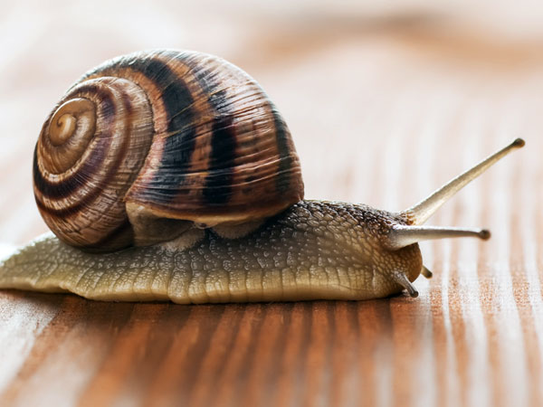 Insane Records In The Guinness Book - Boldsky.com