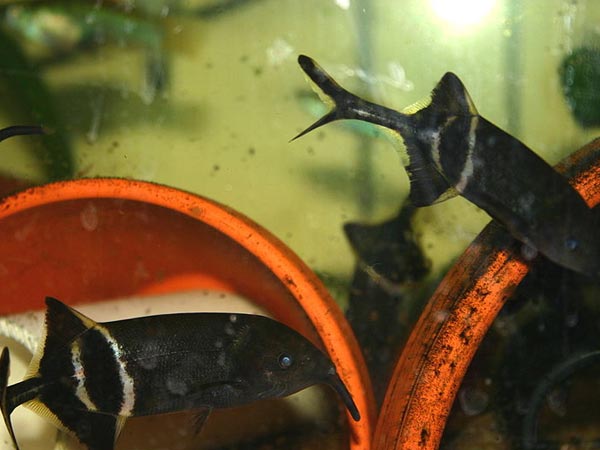 Non Aggressive Aquarium Fish For Fish Lovers! - Boldsky.com