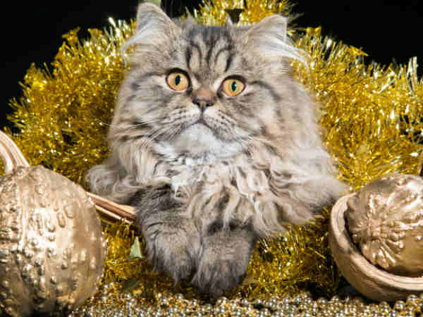 20 Strange N Weird Addictions From Around The World - Boldsky.com