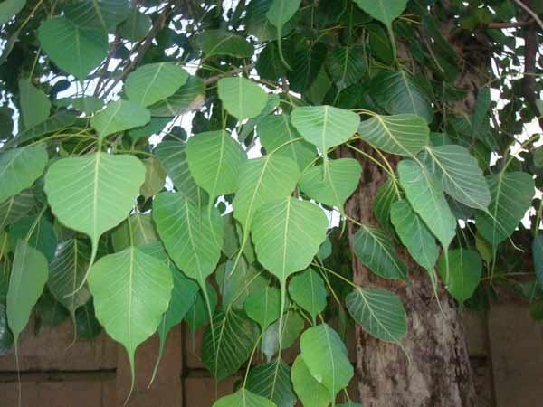 Significance Of Peepal Tree In Hinduism - Boldsky.com