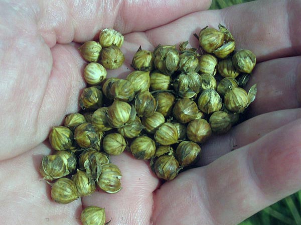 30 Healthy Foods To Boost Brain Power - Boldsky.com