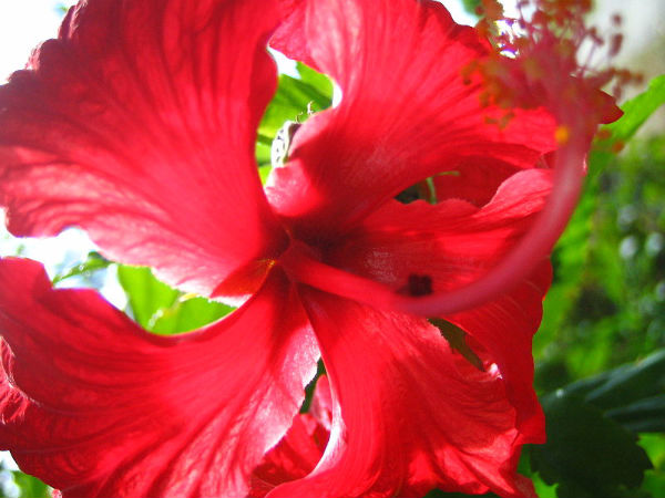 Favourite Flowers Of Lord Ganesha - Boldsky.com