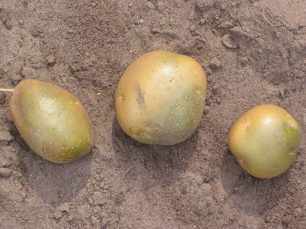 10 Deadly Poisonous Healthy Foods - Boldsky.com