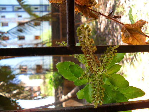 Know Here The Complete Story Of The Tulsi Plant - Boldsky.com