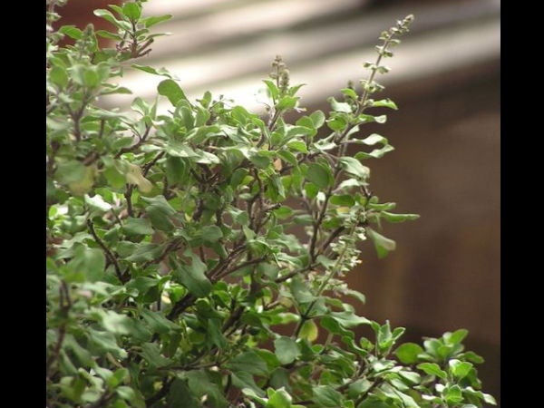 Know Here The Complete Story Of The Tulsi Plant - Boldsky.com