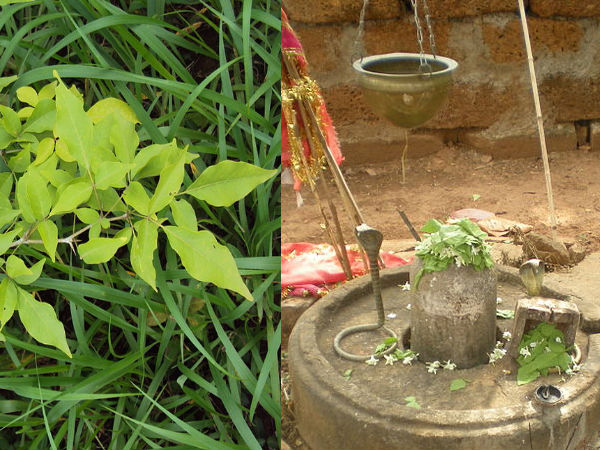 Importance Of Belpatra Or Bilva Leaf - Boldsky.com