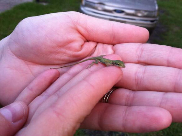 14 Smallest Animals In The World - Boldsky.com