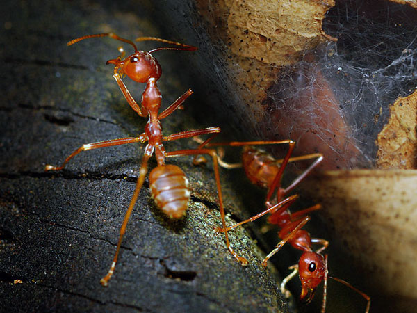 Weird Tribal Foods Sold In The Market - Boldsky.com