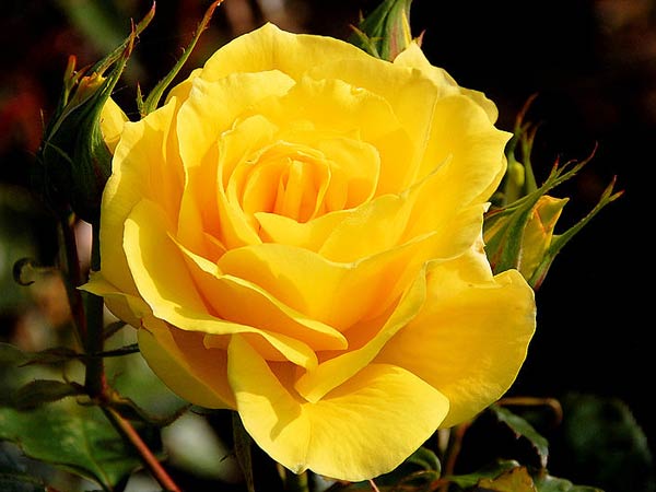 Gardening Of Rose Flower: Winter Tips - Boldsky.com