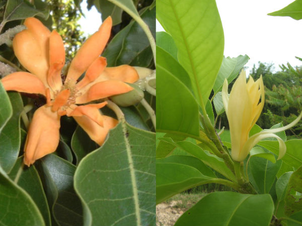 Breaking The Shivratri Fast: Rituals - Boldsky.com