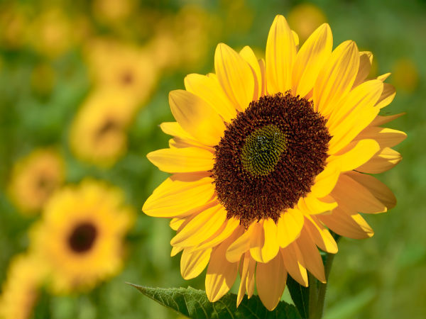 Top 10 Easiest Flowers To Grow In Your Garden - Boldsky.com