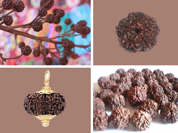 Interesting Facts About Rudraksha - Boldsky.com