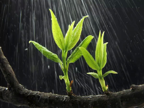 6 Best Ways To Water Plants In Summer - Boldsky.com