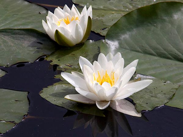 10 Night Blooming Flowers That Are White - Boldsky.com