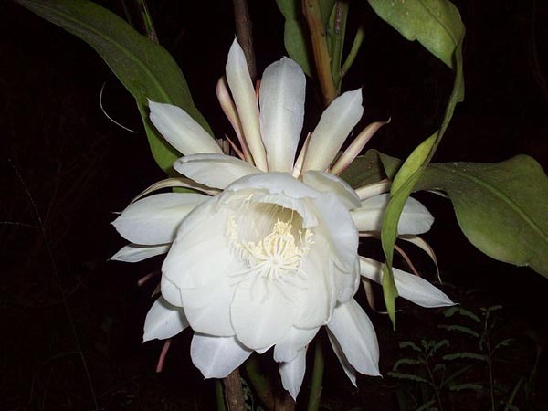 10 Night Blooming Flowers That Are White - Boldsky.com