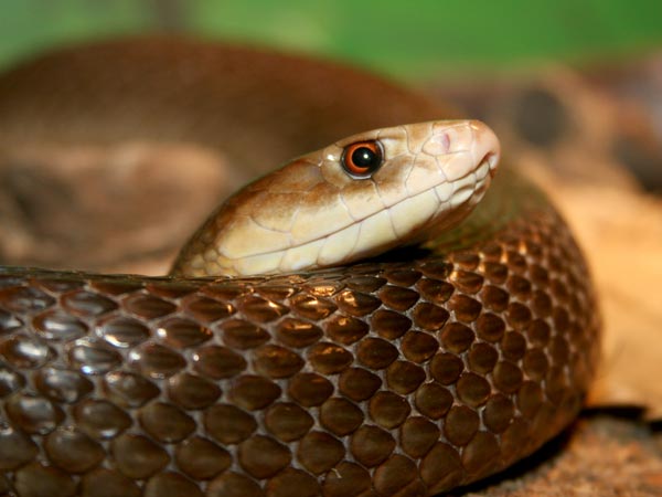 7 Deadliest Snakes In The World - Boldsky.com