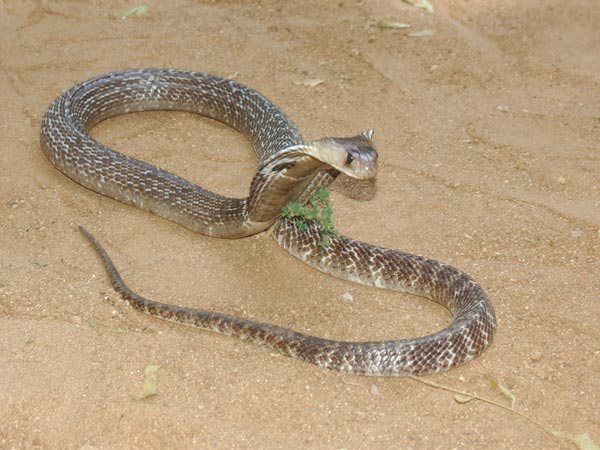 7 Deadliest Snakes In The World - Boldsky.com