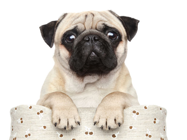5 Best Dogs For Students - Boldsky.com