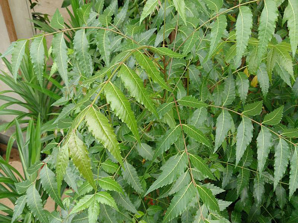8 Awesome Benefits Of Neem Water - Boldsky.com