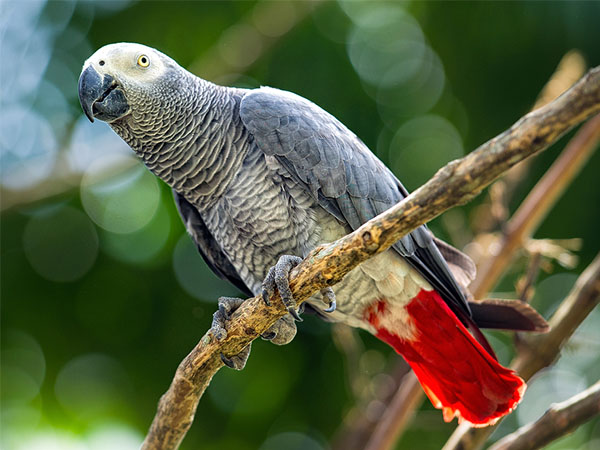 The Best Talking Pet Birds For Bird Lovers - Boldsky.com