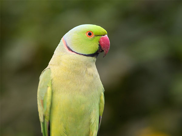 The Best Talking Pet Birds For Bird Lovers - Boldsky.com