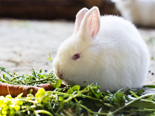 Easy Care Tips For Your Pet Rabbit - Boldsky.com