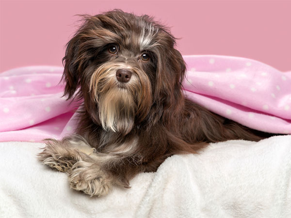 Top 10 Lapdog Breeds - Boldsky.com