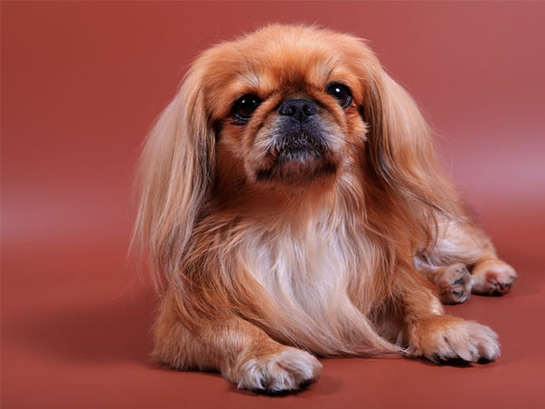 Top 10 Lapdog Breeds - Boldsky.com