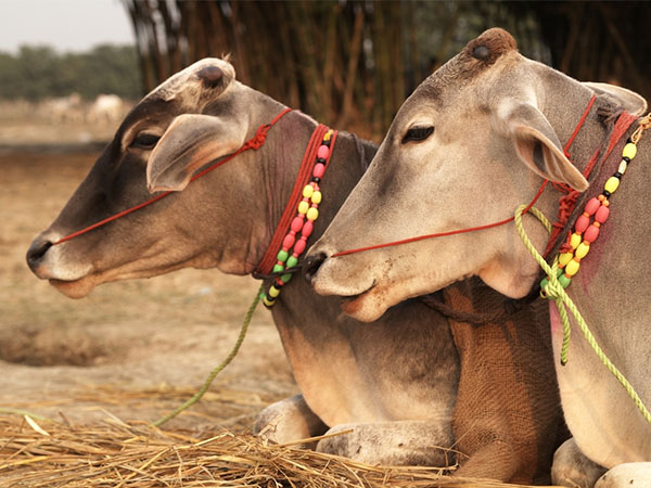 Why Do Hindus Worship Cows? - Boldsky.com