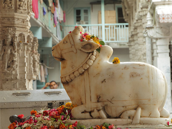 Why Do Hindus Worship Cows? - Boldsky.com