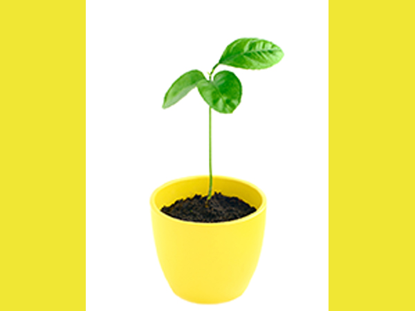 How To Grow Lemon In Your Garden - Boldsky.com