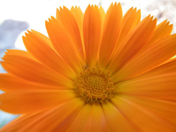 Tips To Grow Calendula In Your Garden - Boldsky.com